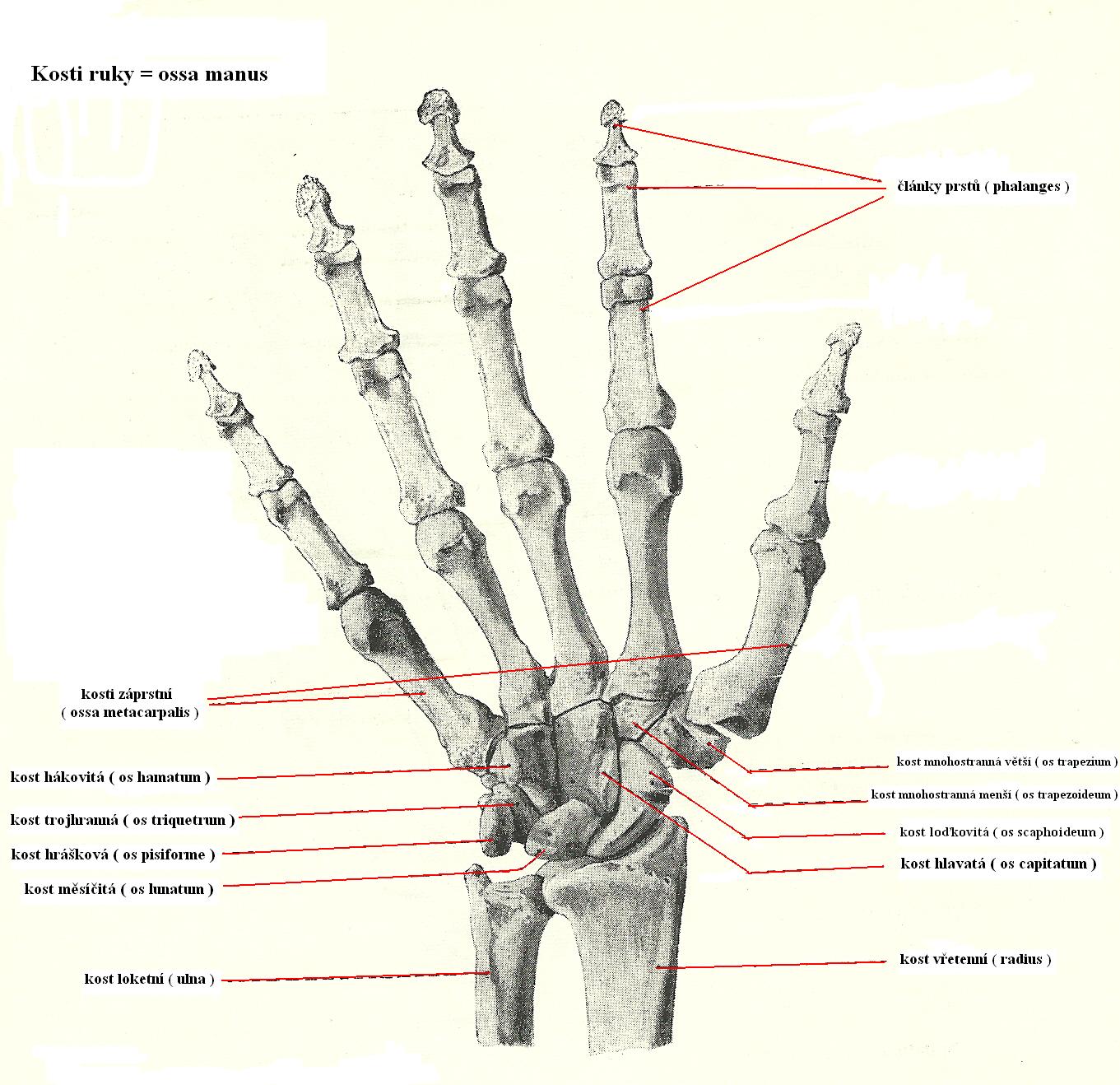 Obrázky :: První pomoc psychologům